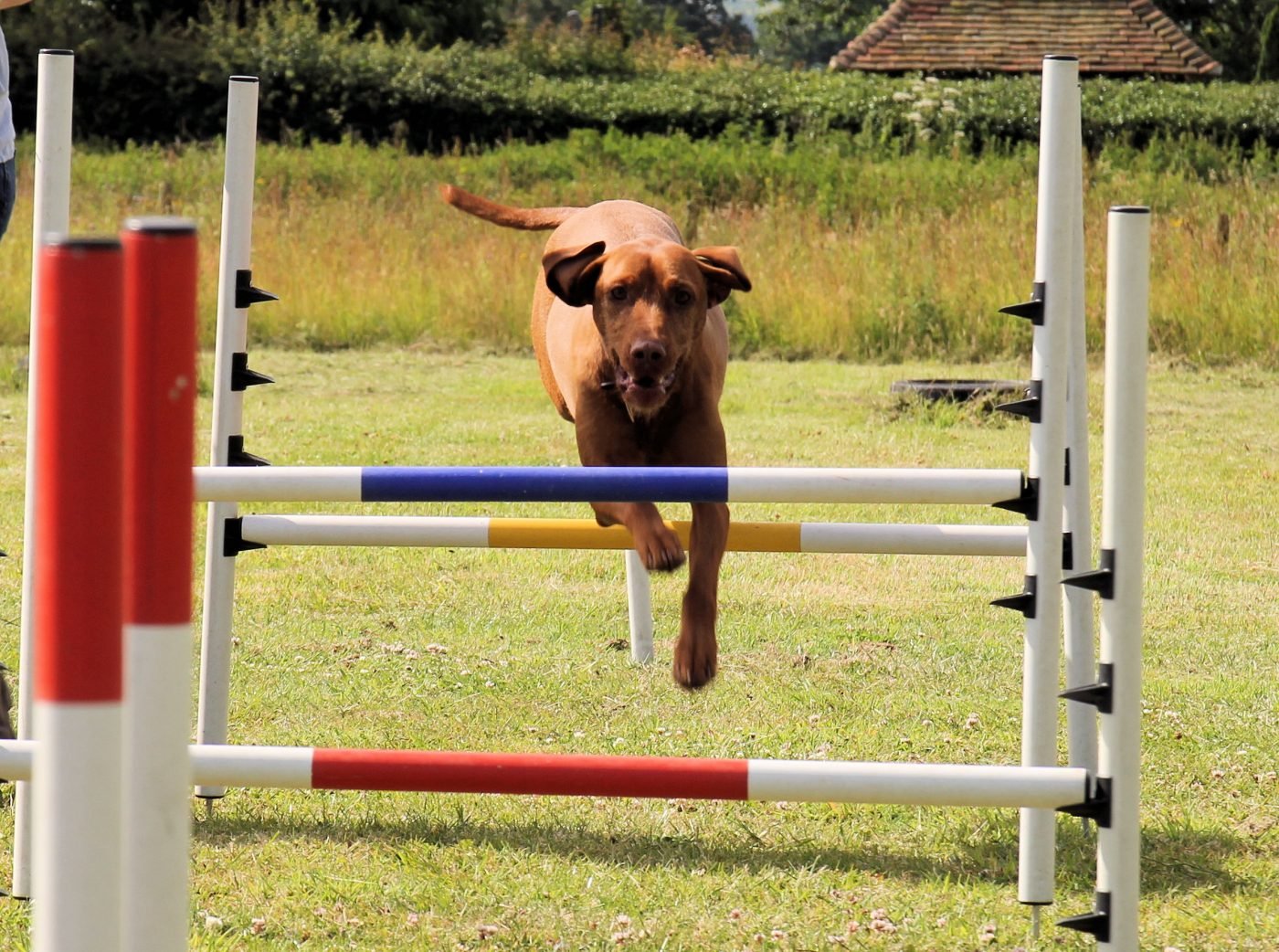 Top Dog Training Techniques